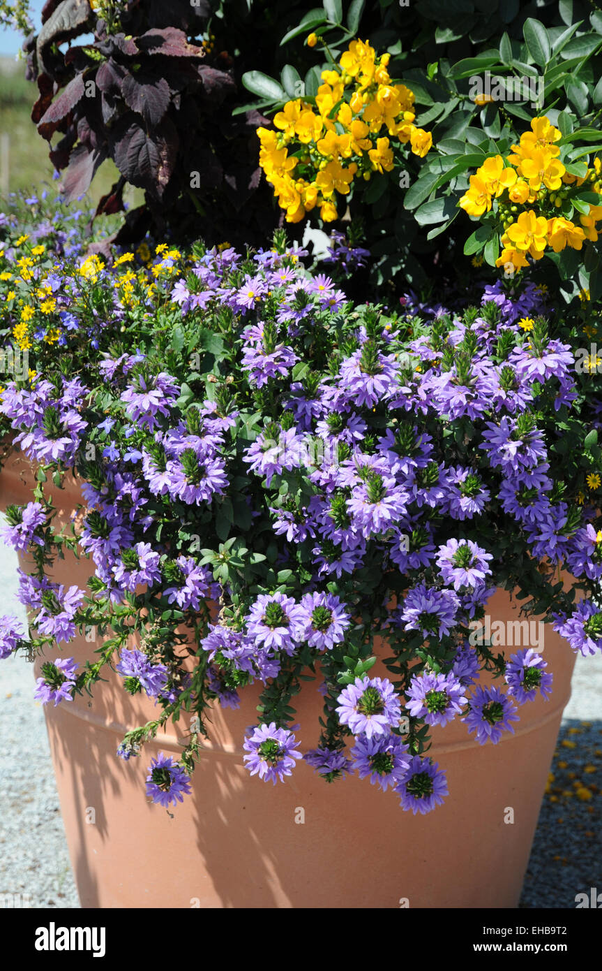 Fan flower scaevola aemula flowers hi-res stock photography and images ...