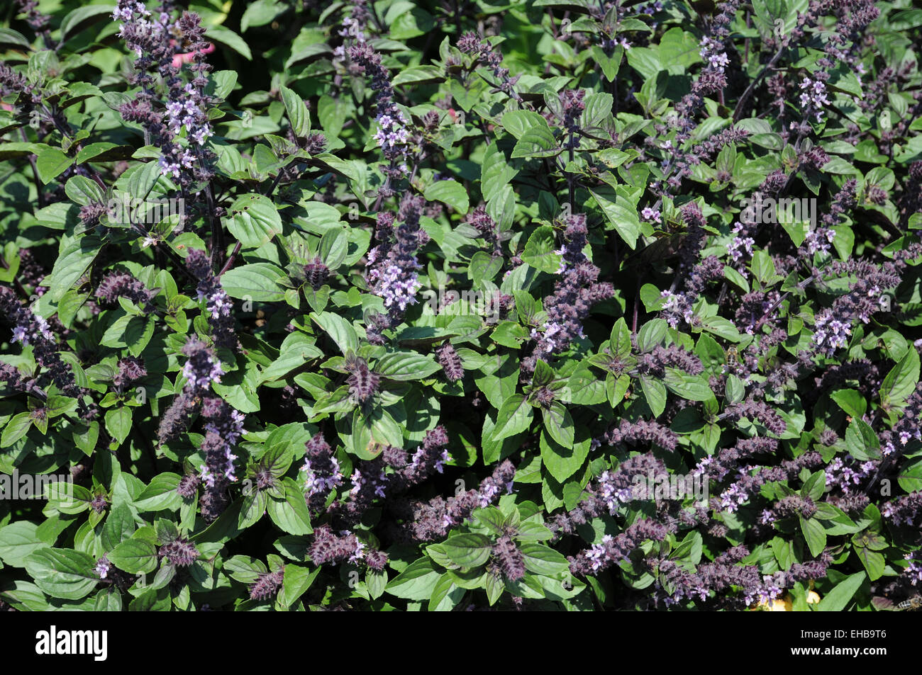 Basilikum tee hi-res stock photography and images - Alamy