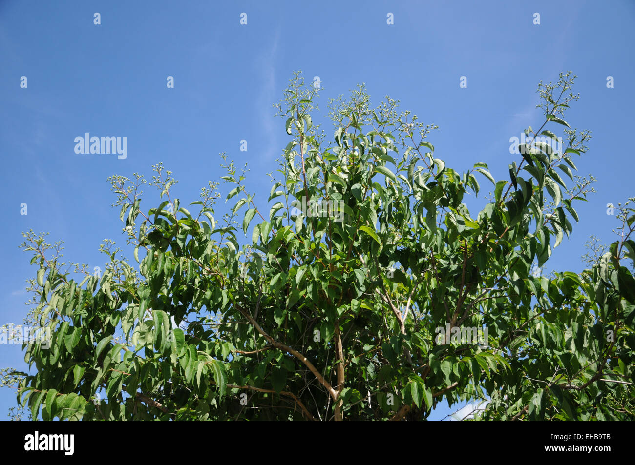 Seven sons plant Stock Photo - Alamy
