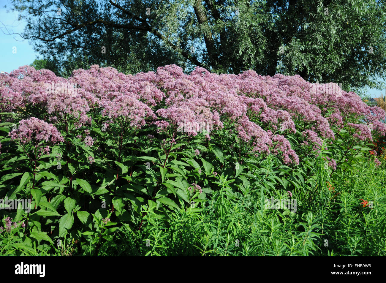 Joe pye weed hi-res stock photography and images - Alamy