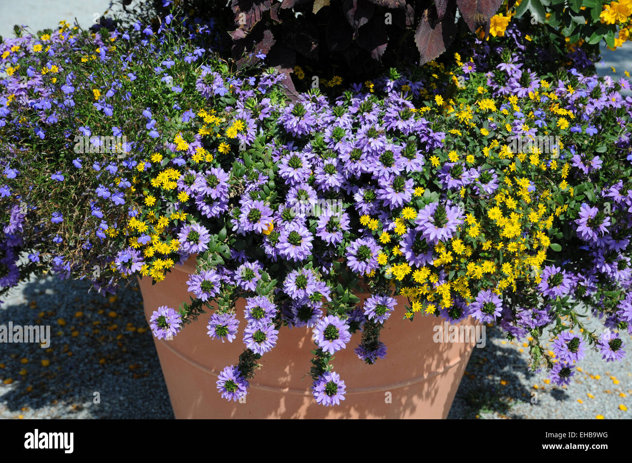 Fan flower scaevola aemula flowers hi-res stock photography and images ...