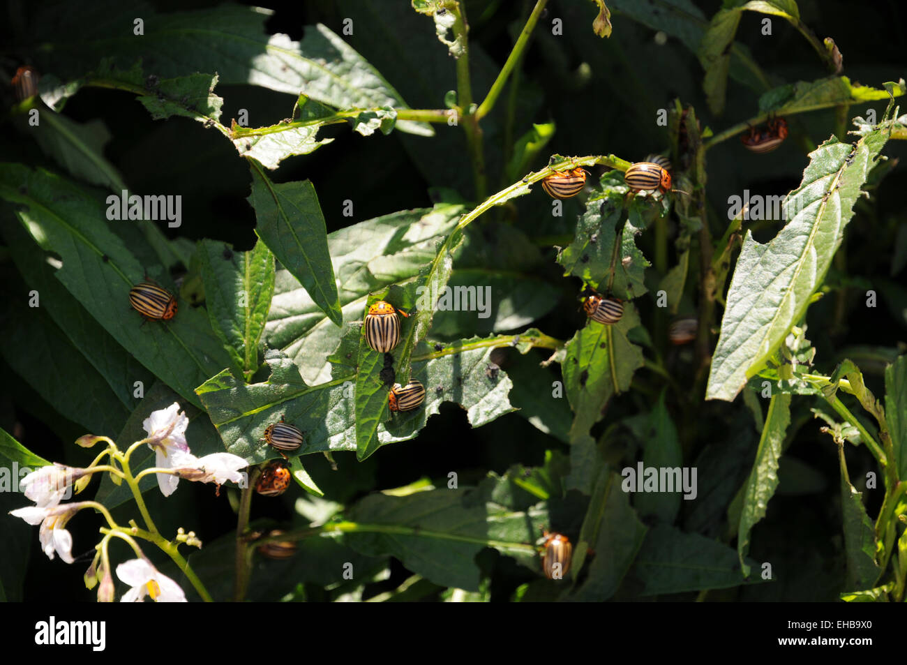 Potato pests hi-res stock photography and images - Alamy