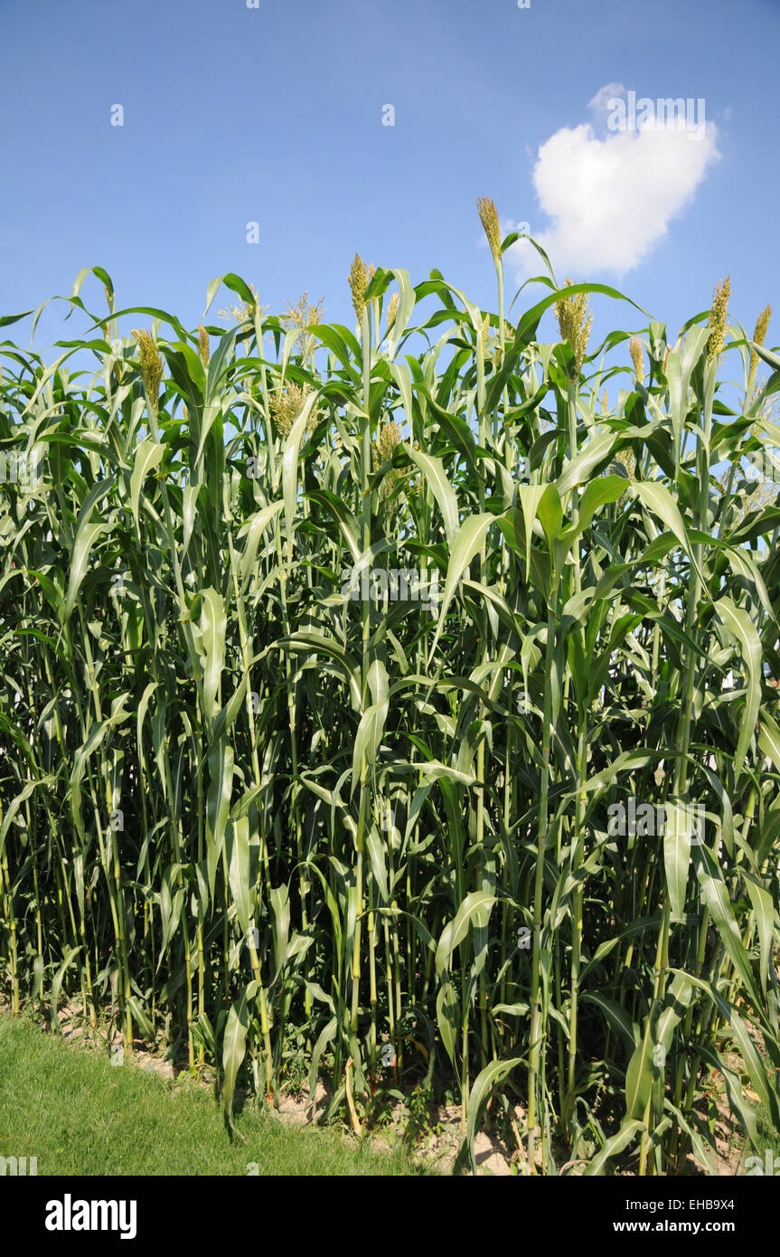 Sorghum grass hi-res stock photography and images - Alamy