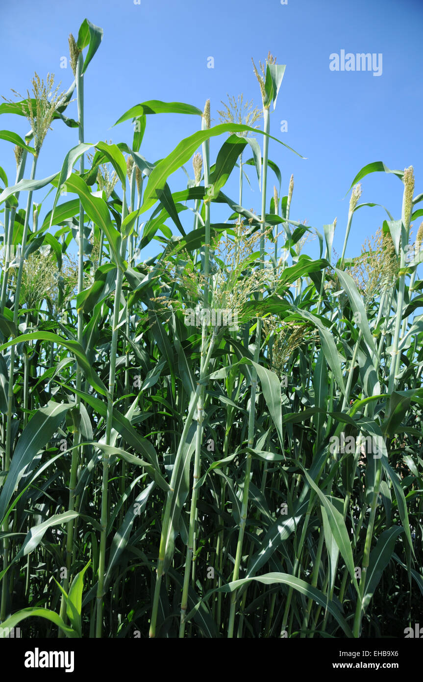 Sorghum plants hi-res stock photography and images - Alamy