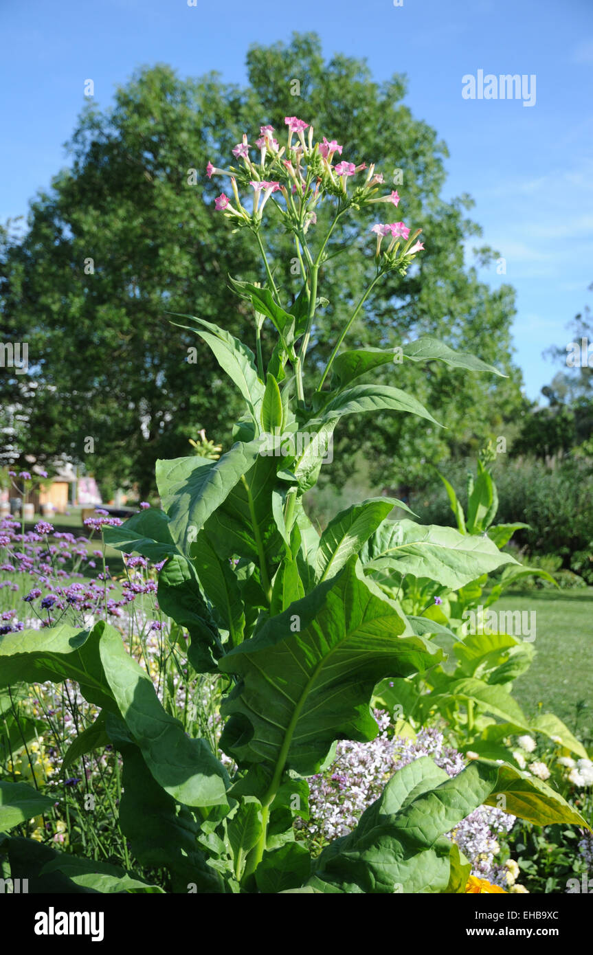 Nicotiana rustica hi-res stock photography and images - Alamy