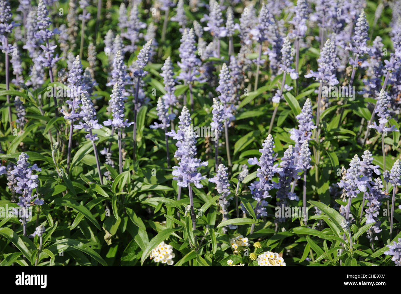 Silver sage hi-res stock photography and images - Alamy