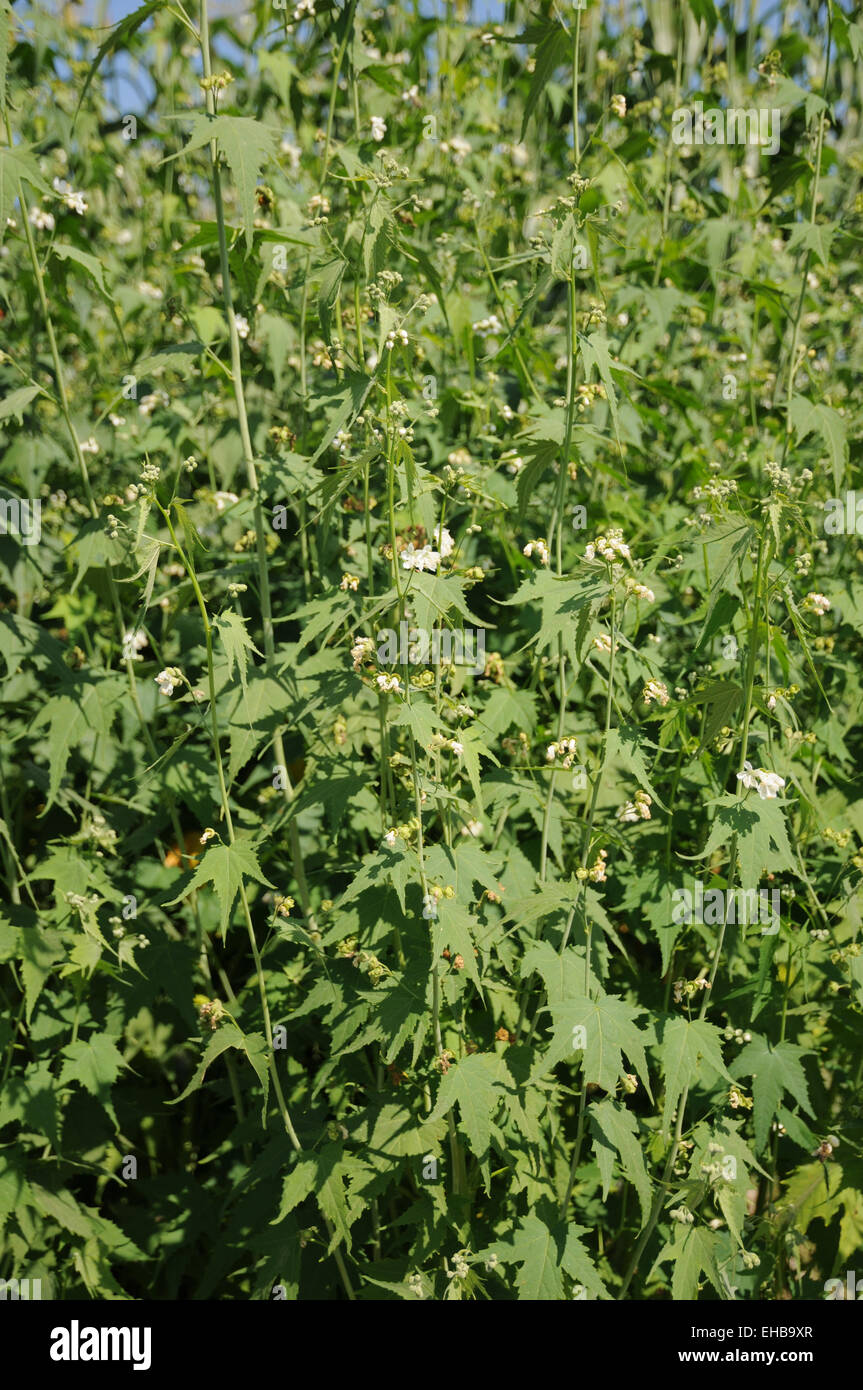 Virginia mallow sida hermaphrodita hi-res stock photography and images ...