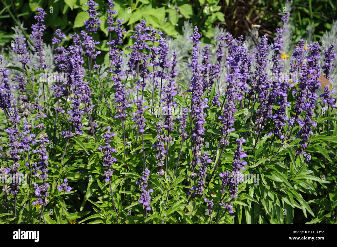 Salvia farinacea evolution hi-res stock photography and images - Alamy