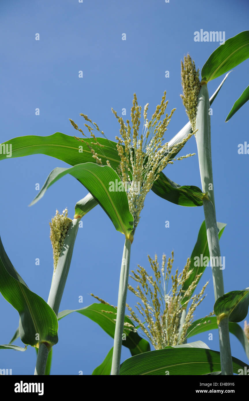 Sorghum plants hi-res stock photography and images - Alamy