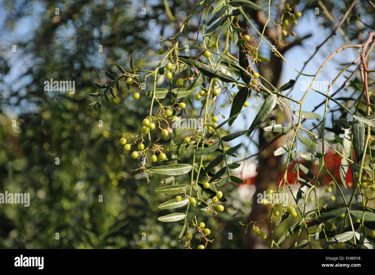 Schinus molle pepper tree peruvian mastic tree hi-res stock photography ...