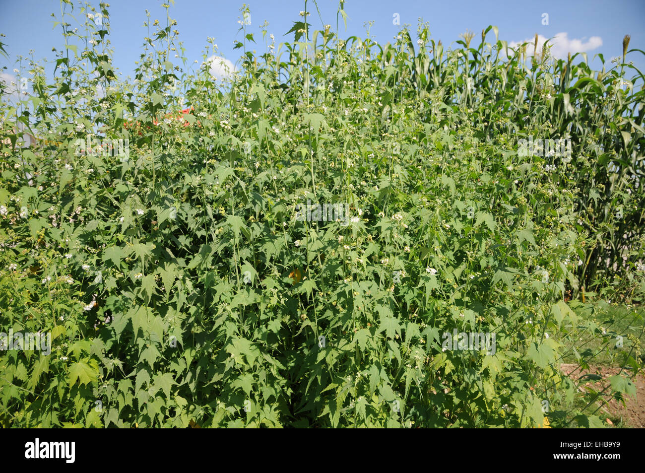 Virginia mallow hi-res stock photography and images - Alamy