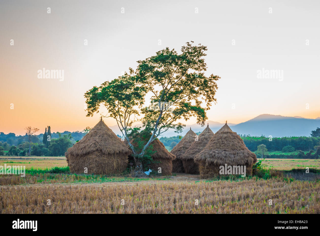 Dried Rice Field with Straw Huts Stock Photo - Alamy