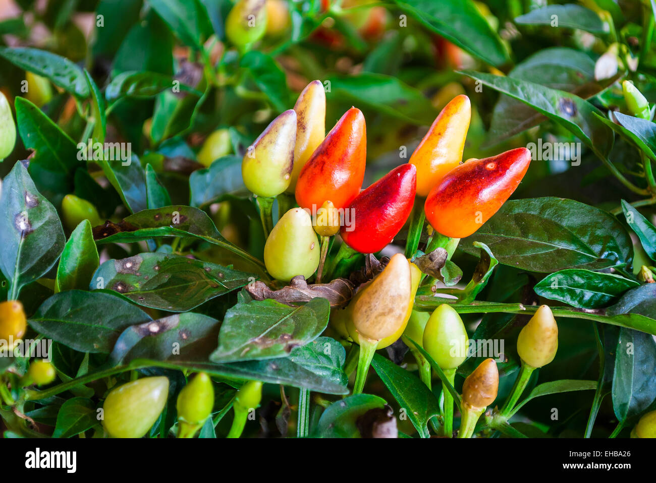 Ornamental pepper hi-res stock photography and images - Alamy