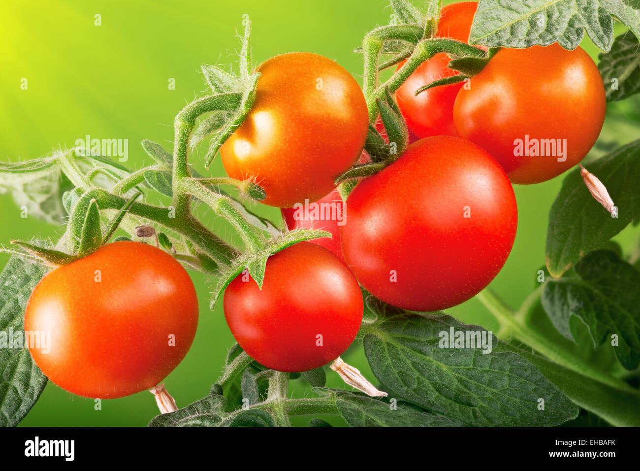 Seedlings of red tomatoes hi-res stock photography and images - Alamy