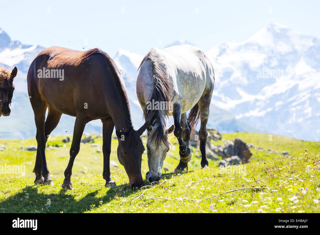 Horse in mountains Stock Photo - Alamy