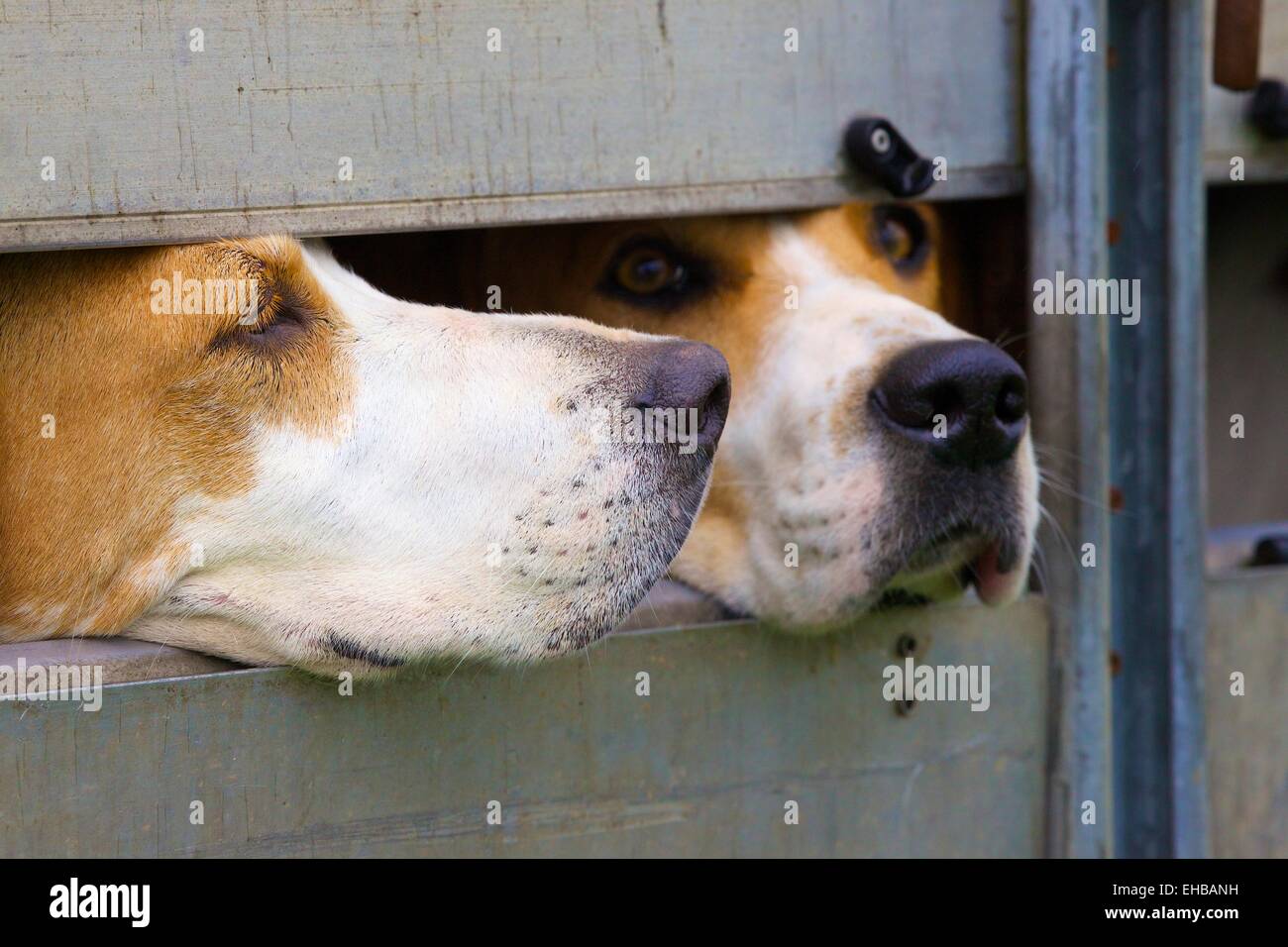 Trail hounds poking noses out of trailer. Ings Sheepdog Trials ...