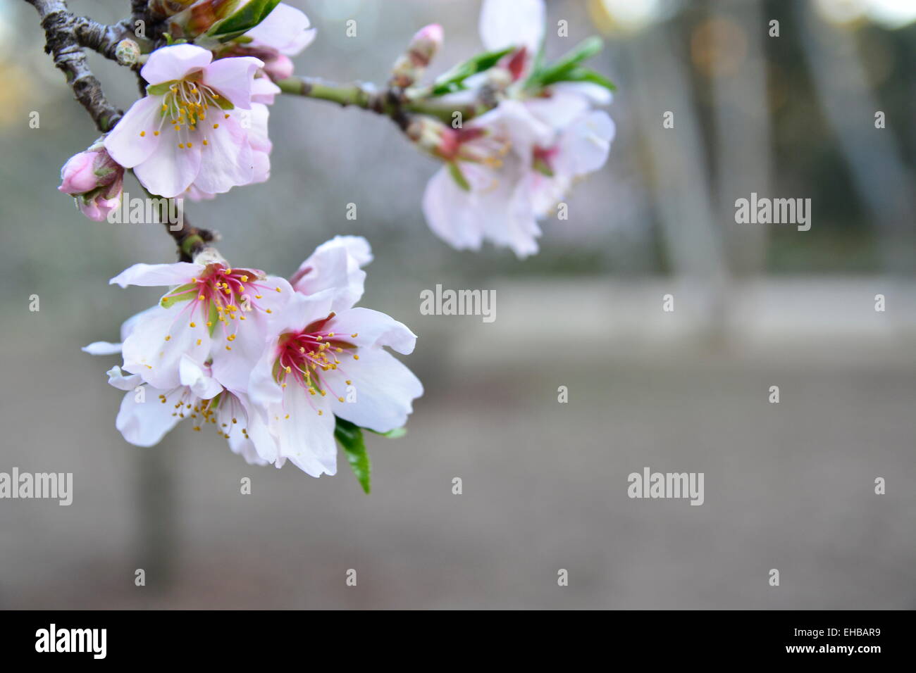 Madrid, Spain. 10th Mar, 2015. Sunny weather and warm temperatures have ...