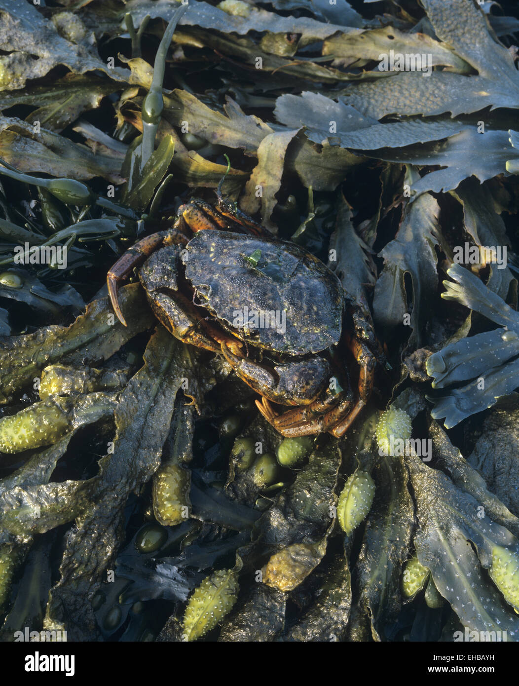 Green Shore Crab - Carcinus maenas Stock Photo - Alamy
