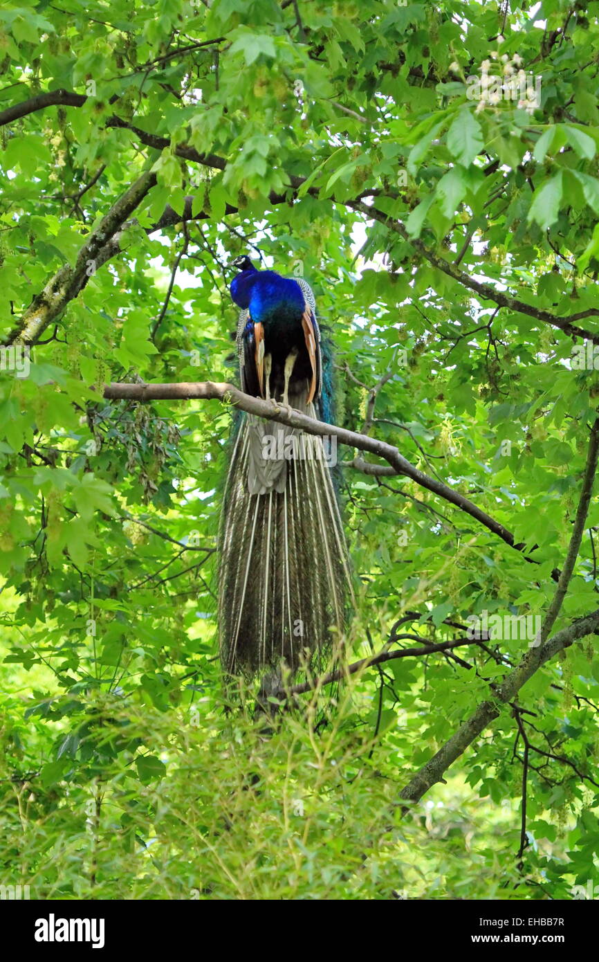 Male peacock in a tree Stock Photo - Alamy