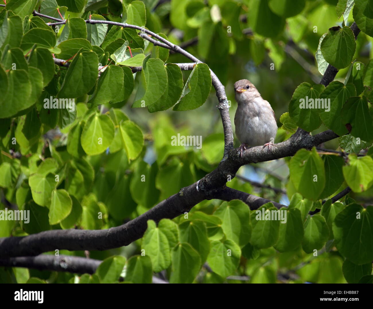 Female sparrow hi-res stock photography and images - Alamy