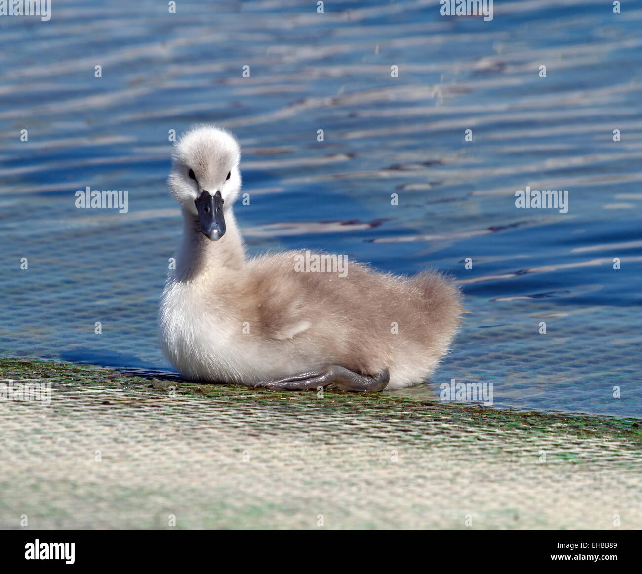 Mute swan baby hi-res stock photography and images - Alamy