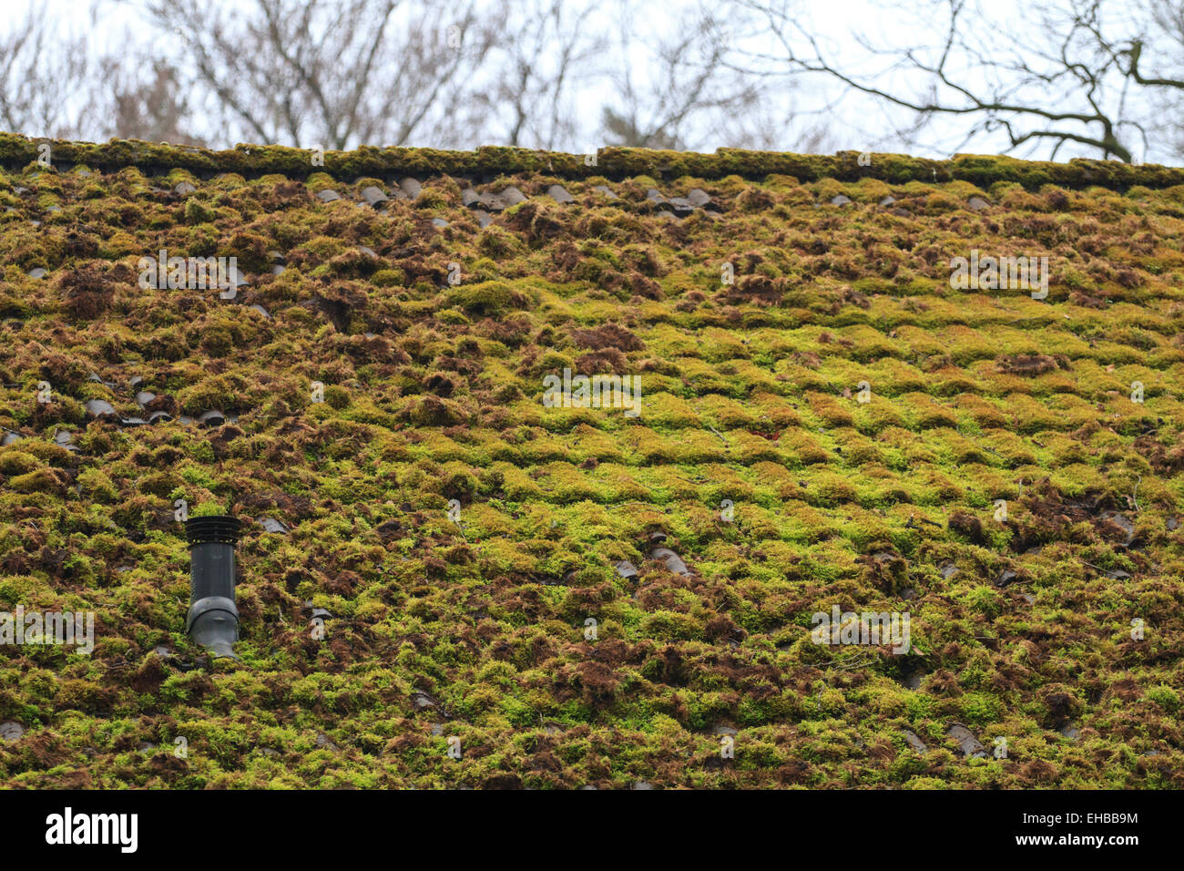Roof covered with moss Stock Photo - Alamy