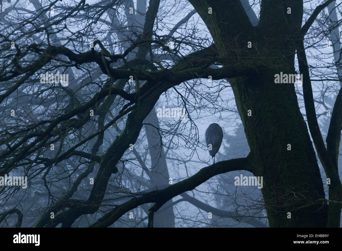 Dusky green grey blue hi-res stock photography and images - Alamy