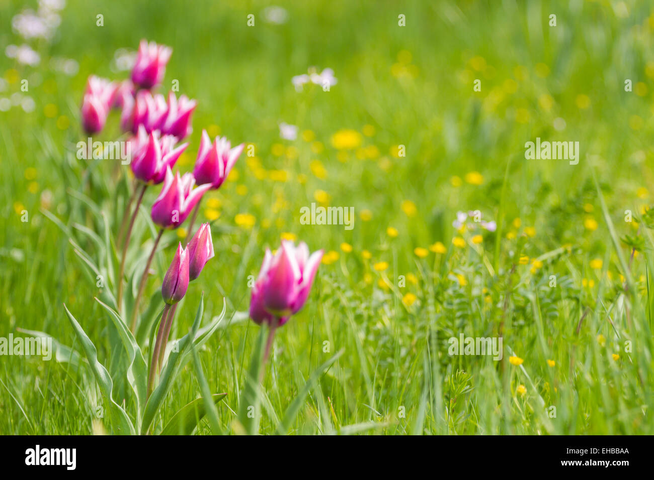 Summer tulips hi-res stock photography and images - Alamy