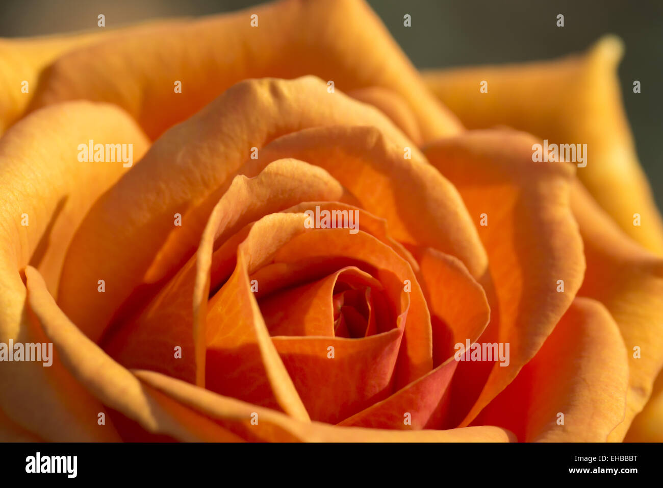 orange rose flower Stock Photo - Alamy