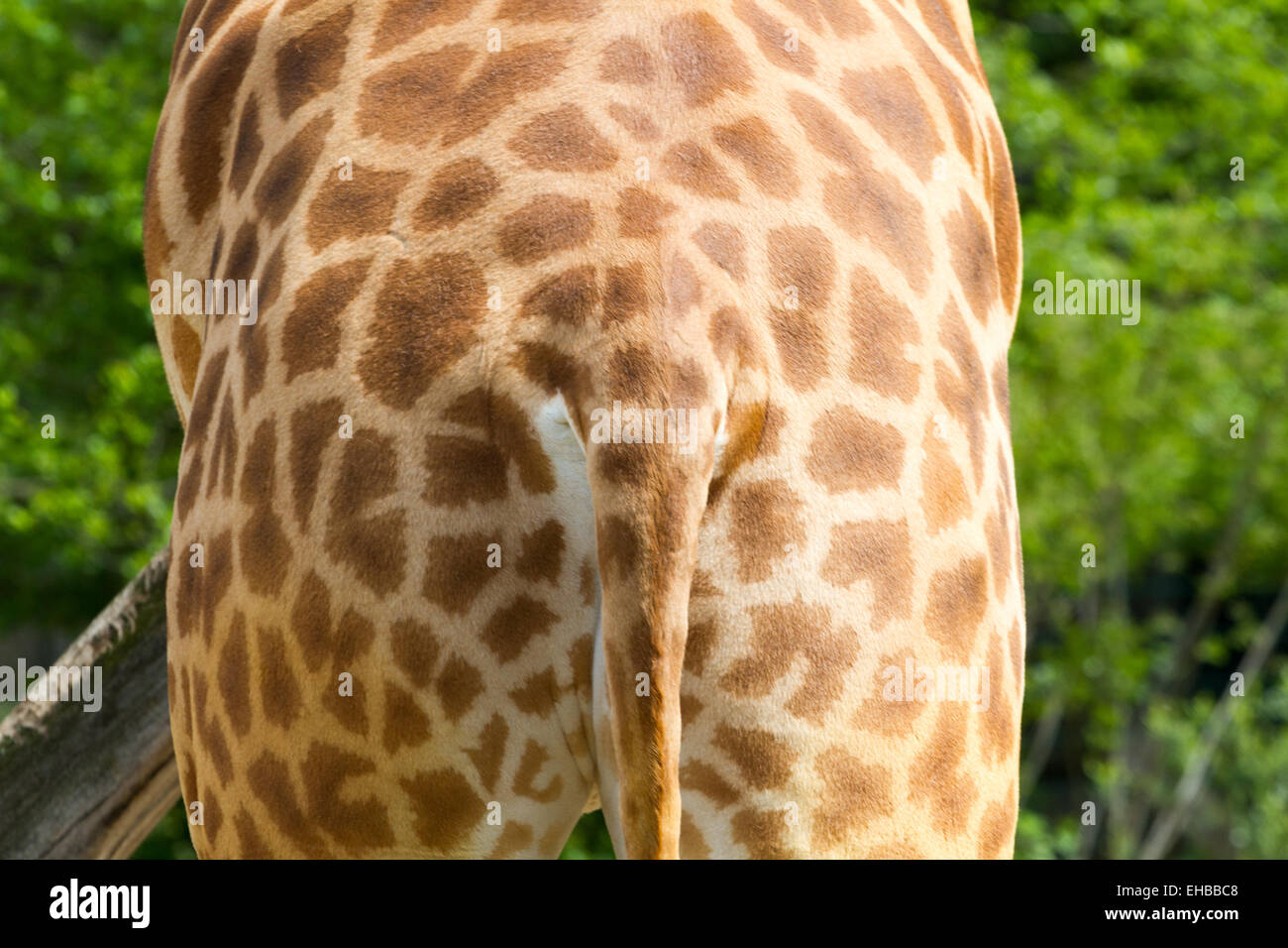 Giraffe tail hi-res stock photography and images - Alamy