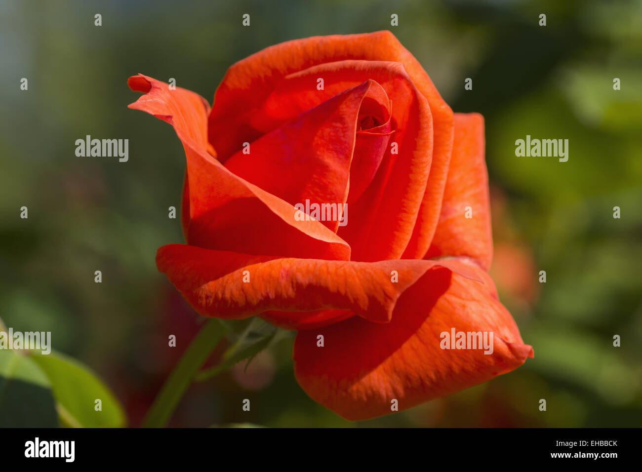 Red rose flower Stock Photo - Alamy