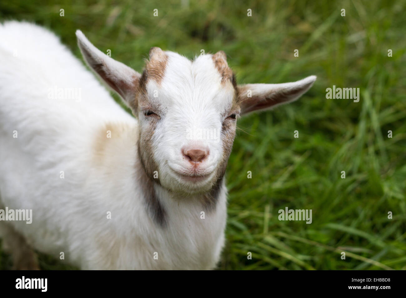 White goat looking at the camera Stock Photo - Alamy