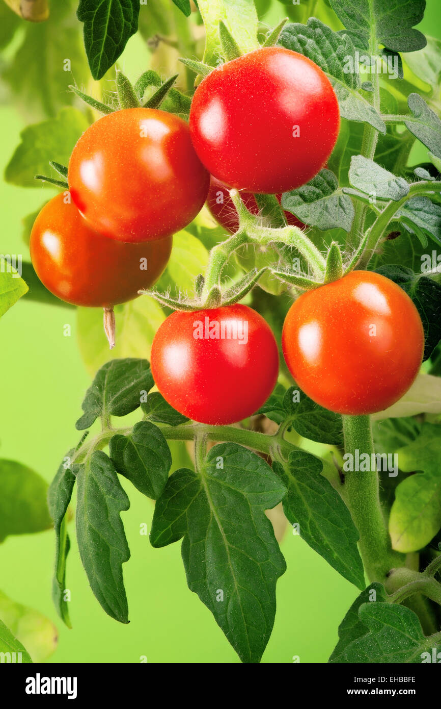 Seedlings of red tomatoes hi-res stock photography and images - Alamy