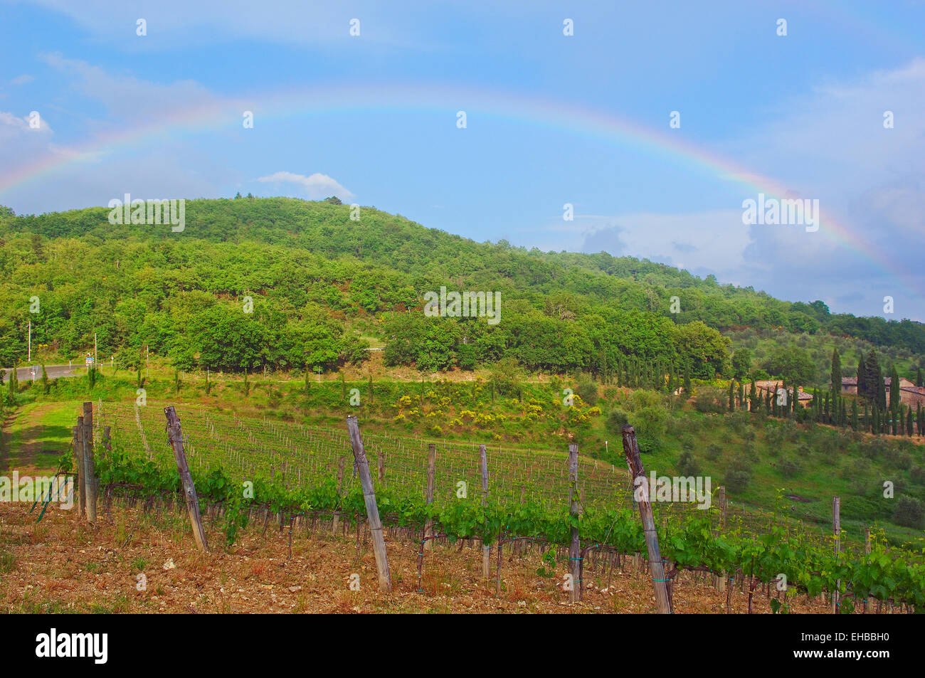 Chianti, Radda in Chianti, Vineyards,Tuscany landscape, Siena Province ...