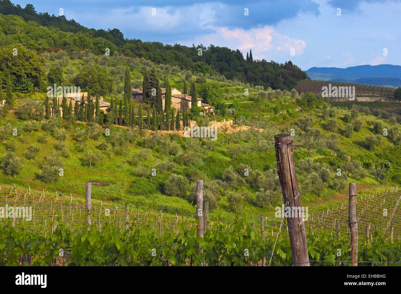 Chianti, Radda in Chianti, Vineyards,Tuscany landscape, Siena Province ...