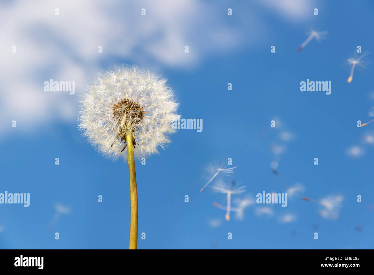 Image of a dandelion against blue sky with flying pollen Stock Photo ...