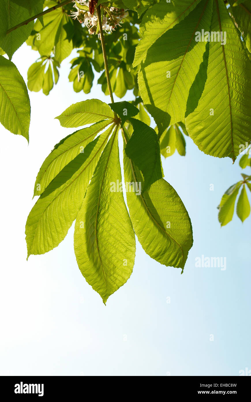 Green chestnut leaves with sunny blue sky Stock Photo - Alamy