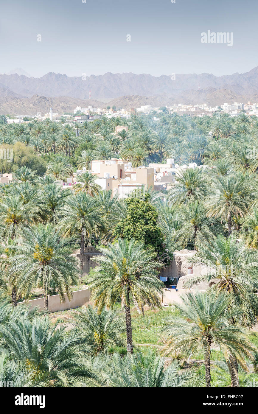 Date palms oman hi-res stock photography and images - Alamy