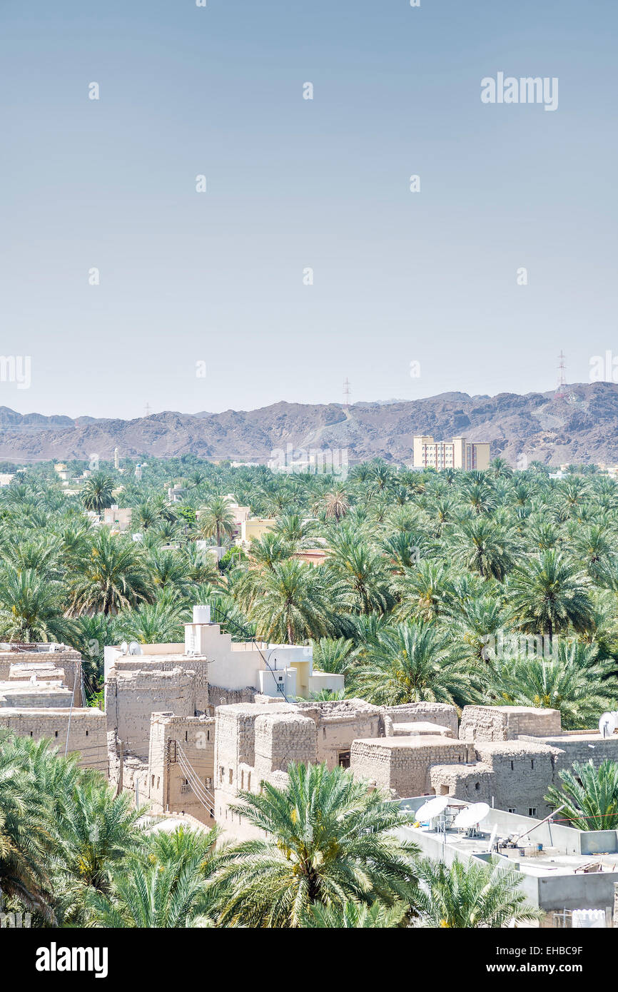 Date palms oman hi-res stock photography and images - Alamy