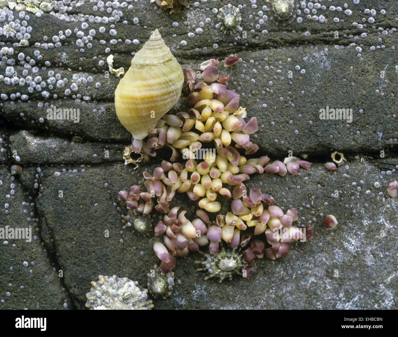 Dog Whelk - Nucella lapillus Stock Photo - Alamy