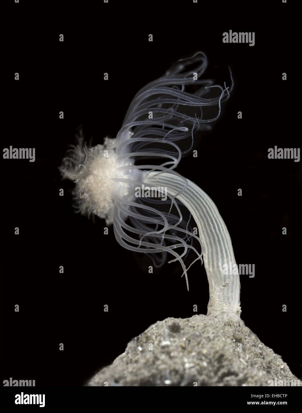 Corymorpha nutans hi-res stock photography and images - Alamy