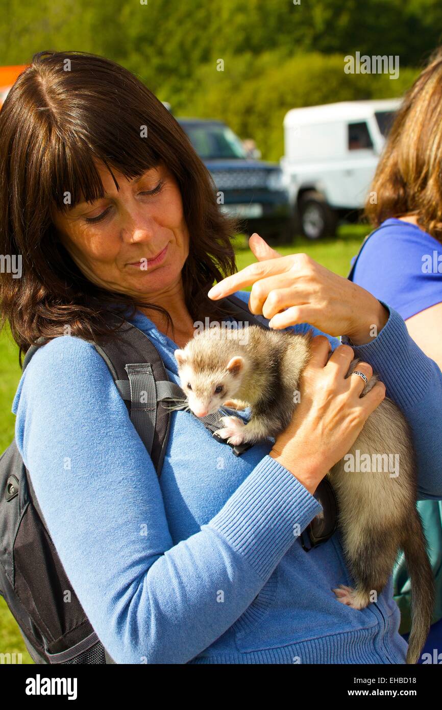 Woman holding a ferret. Coniston Show, Lake District National Park ...