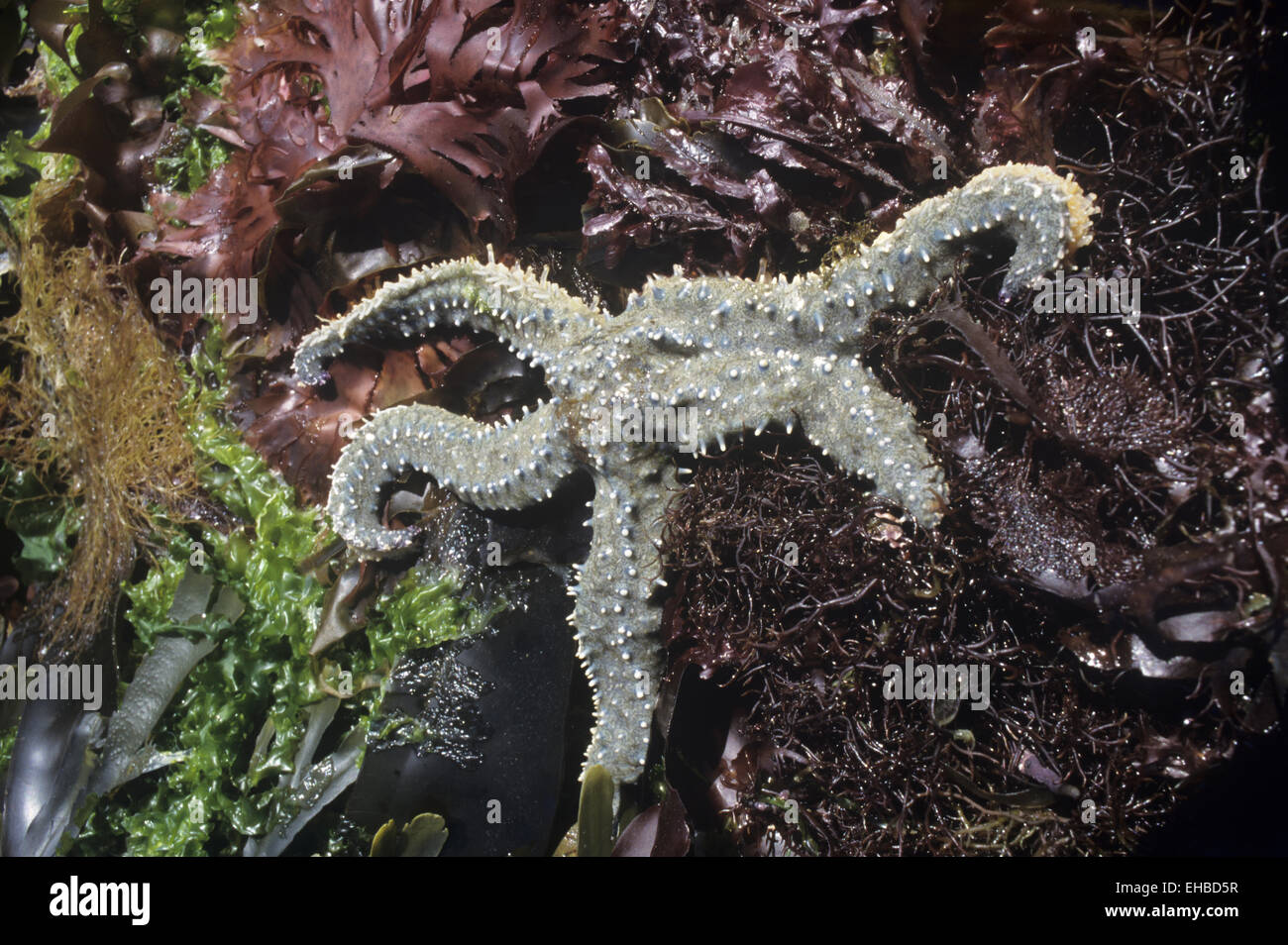 Spiny star fish hi-res stock photography and images - Alamy
