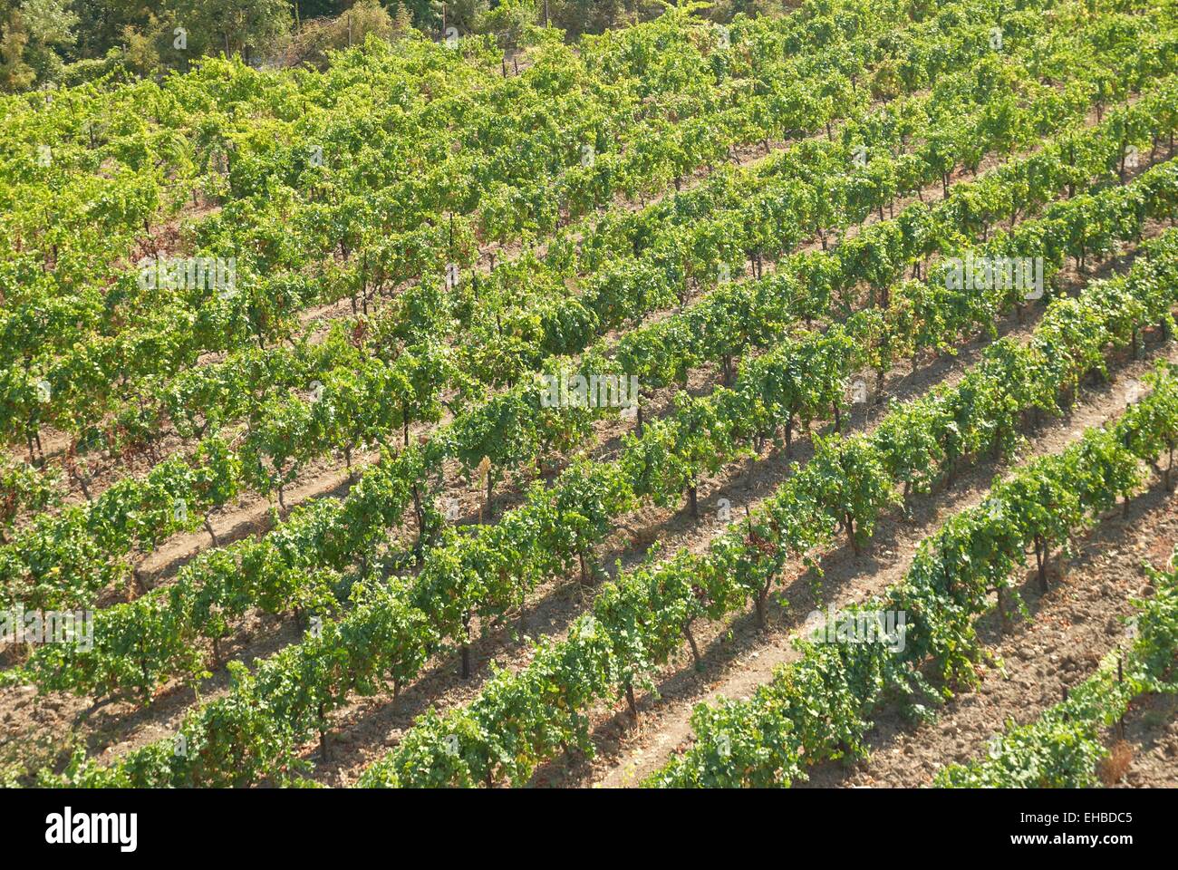 Vineyard- the green field with straight rows Stock Photo - Alamy