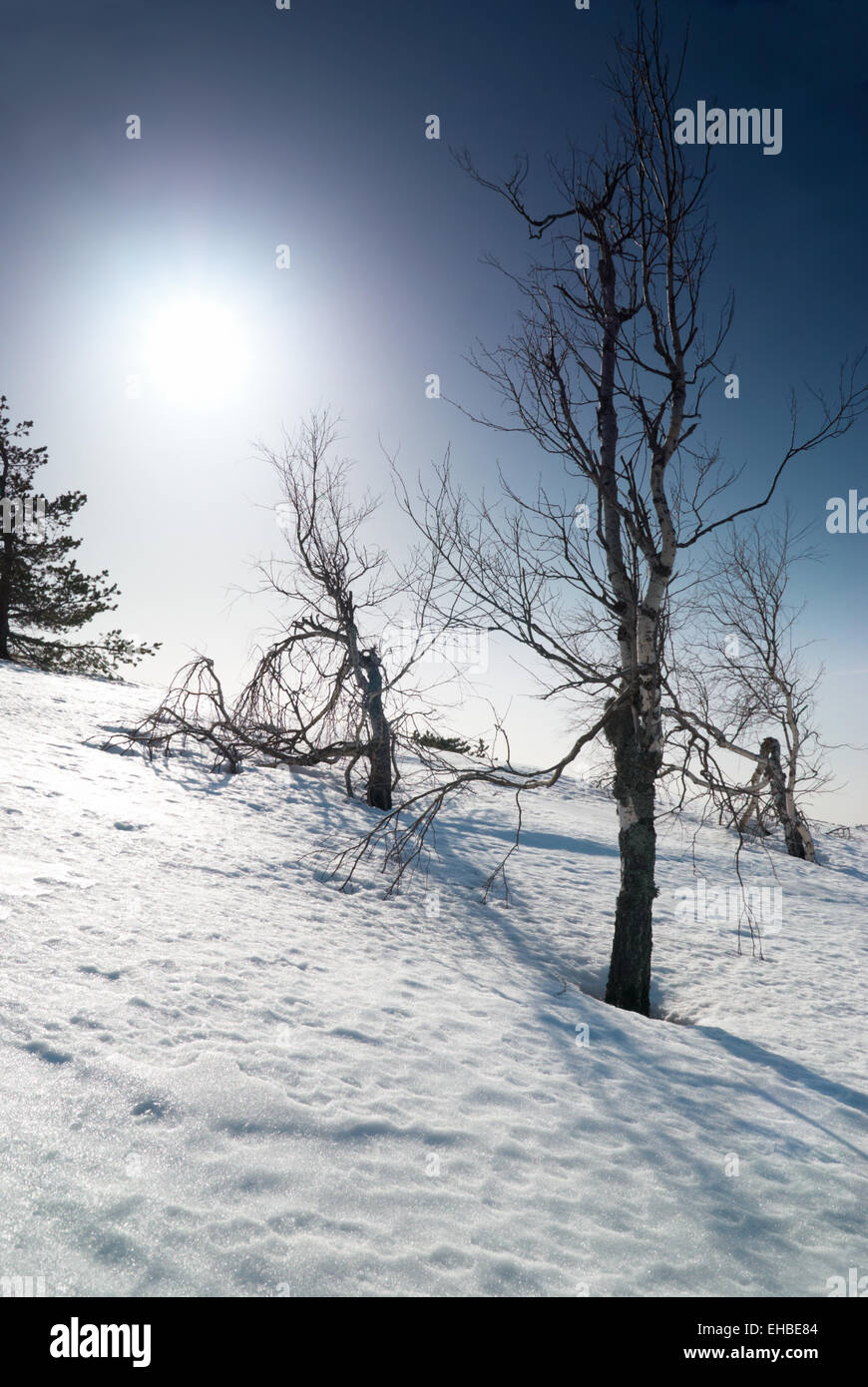 Trees under snow with sunshine star Stock Photo - Alamy