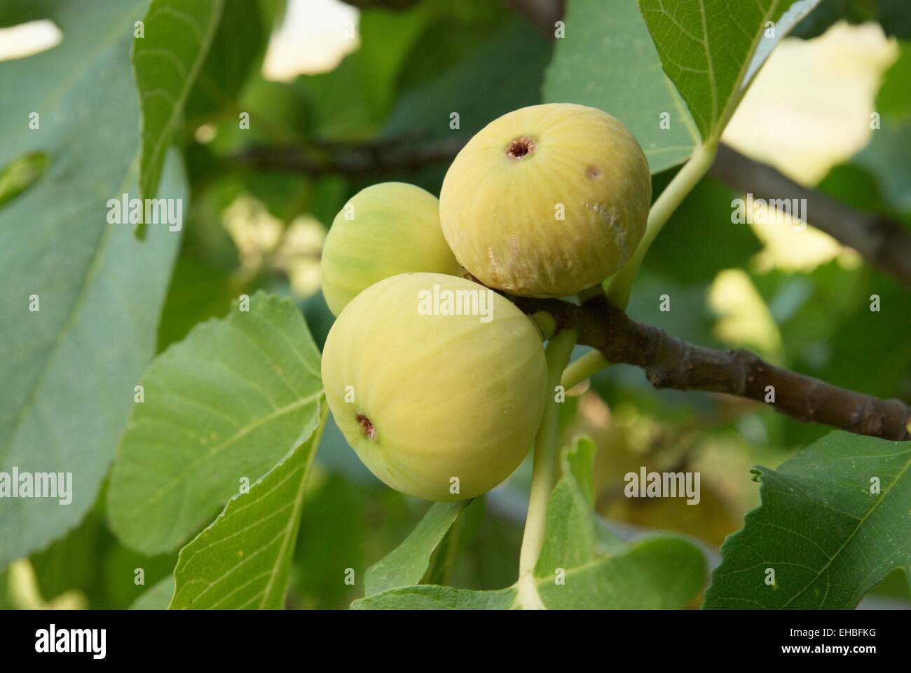 Fig tree with green leaves and soft background Stock Photo - Alamy