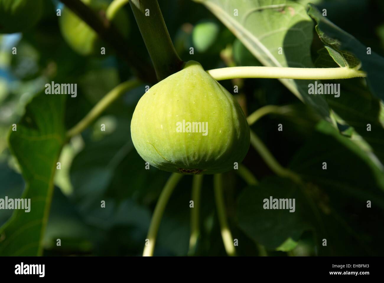 Fig tree with green leaves and soft background Stock Photo - Alamy