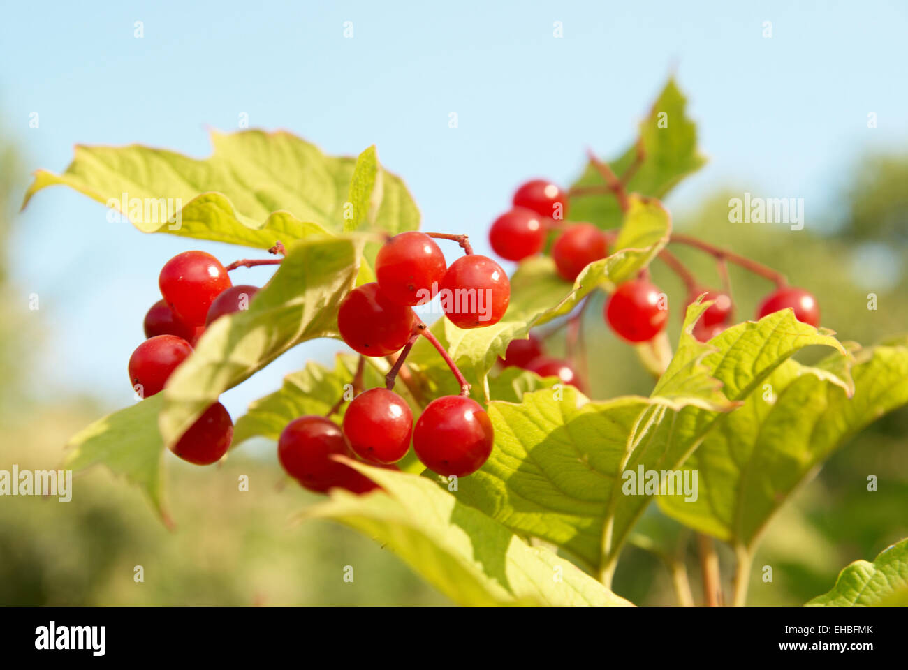 Bunches of red snowball tree berryes (Viburnum opulus Stock Photo - Alamy