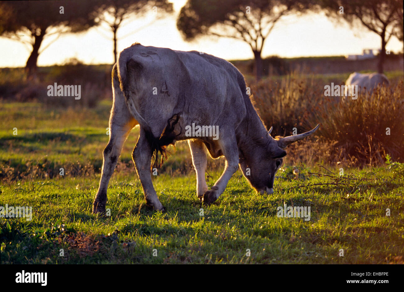 italian cow in the sunset Stock Photo - Alamy
