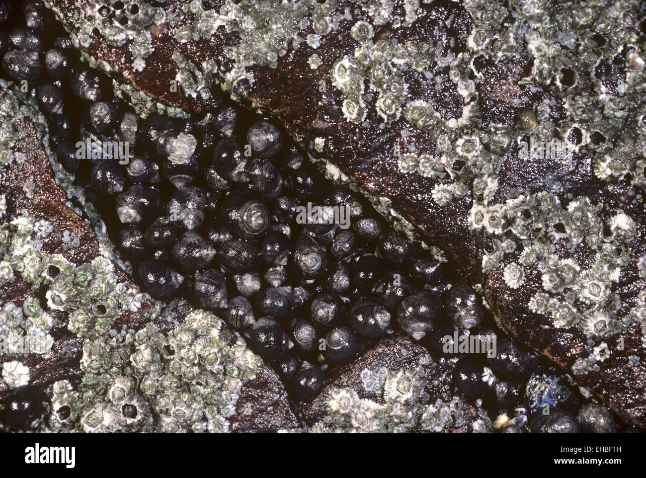 Periwinkle shell hi-res stock photography and images - Alamy